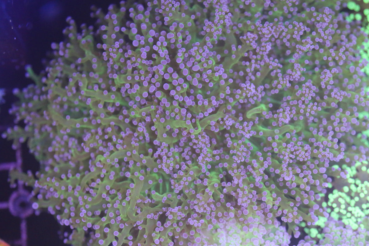 Reverse Frogspawn – ReefHaven