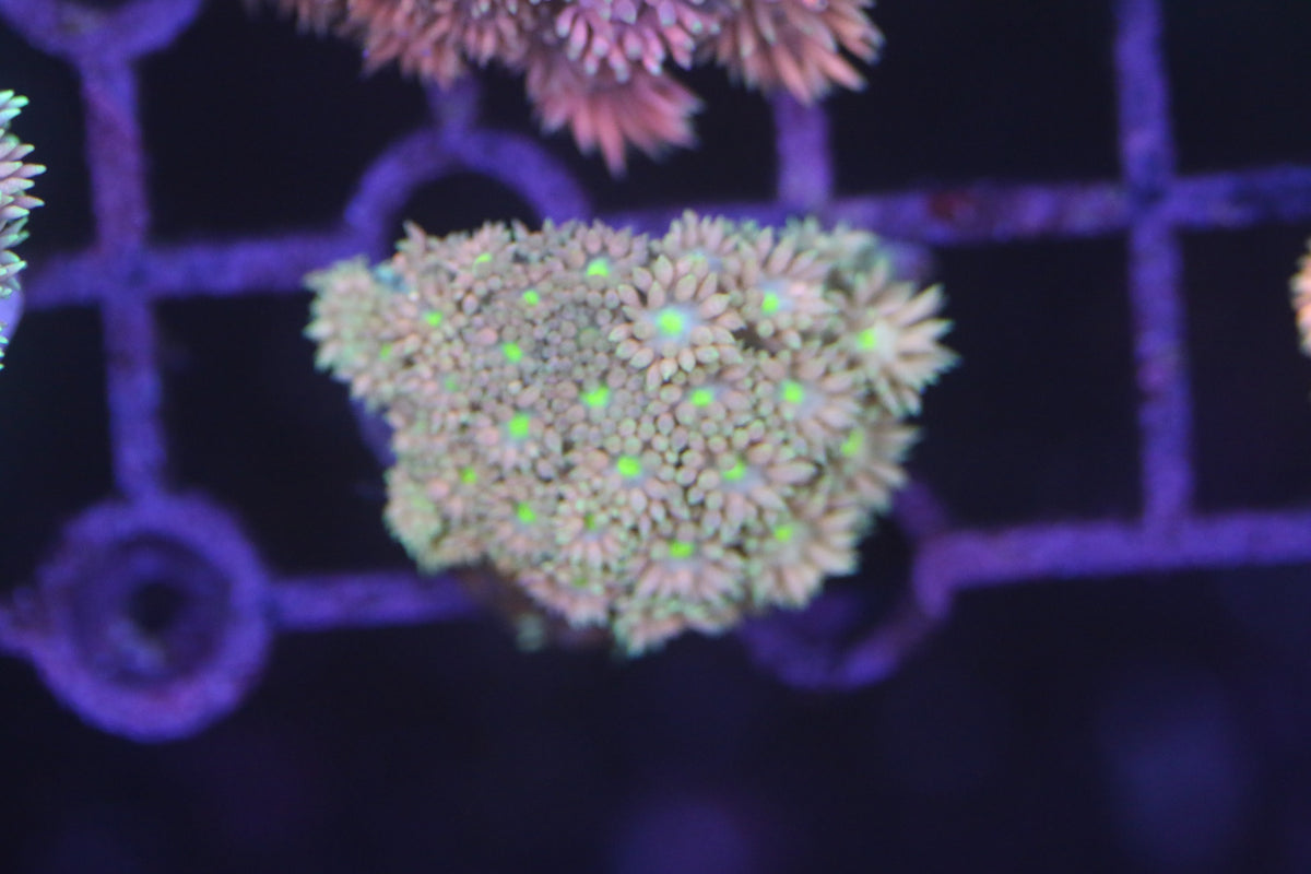 Export Grade Goni – ReefHaven