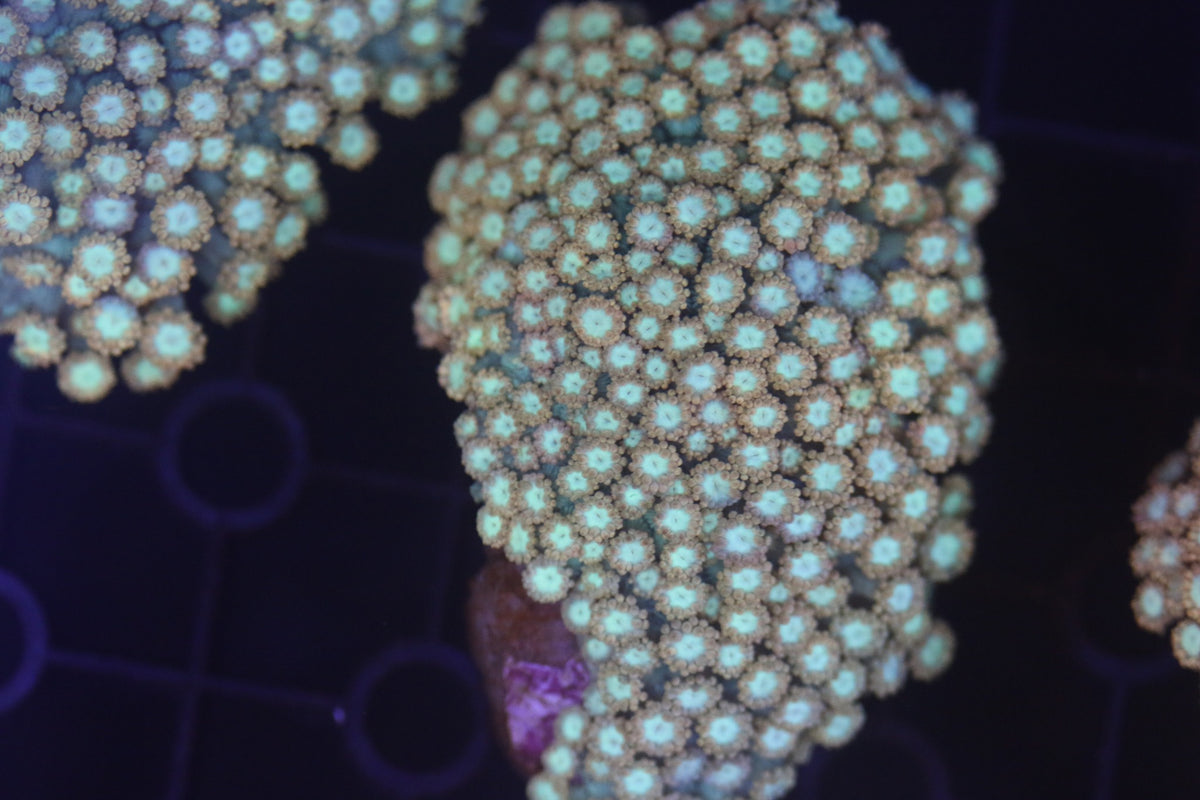 Export Grade Goni – ReefHaven