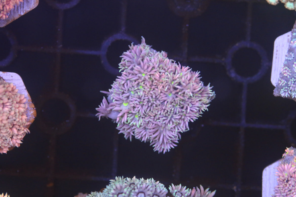 Export Grade Goni – ReefHaven