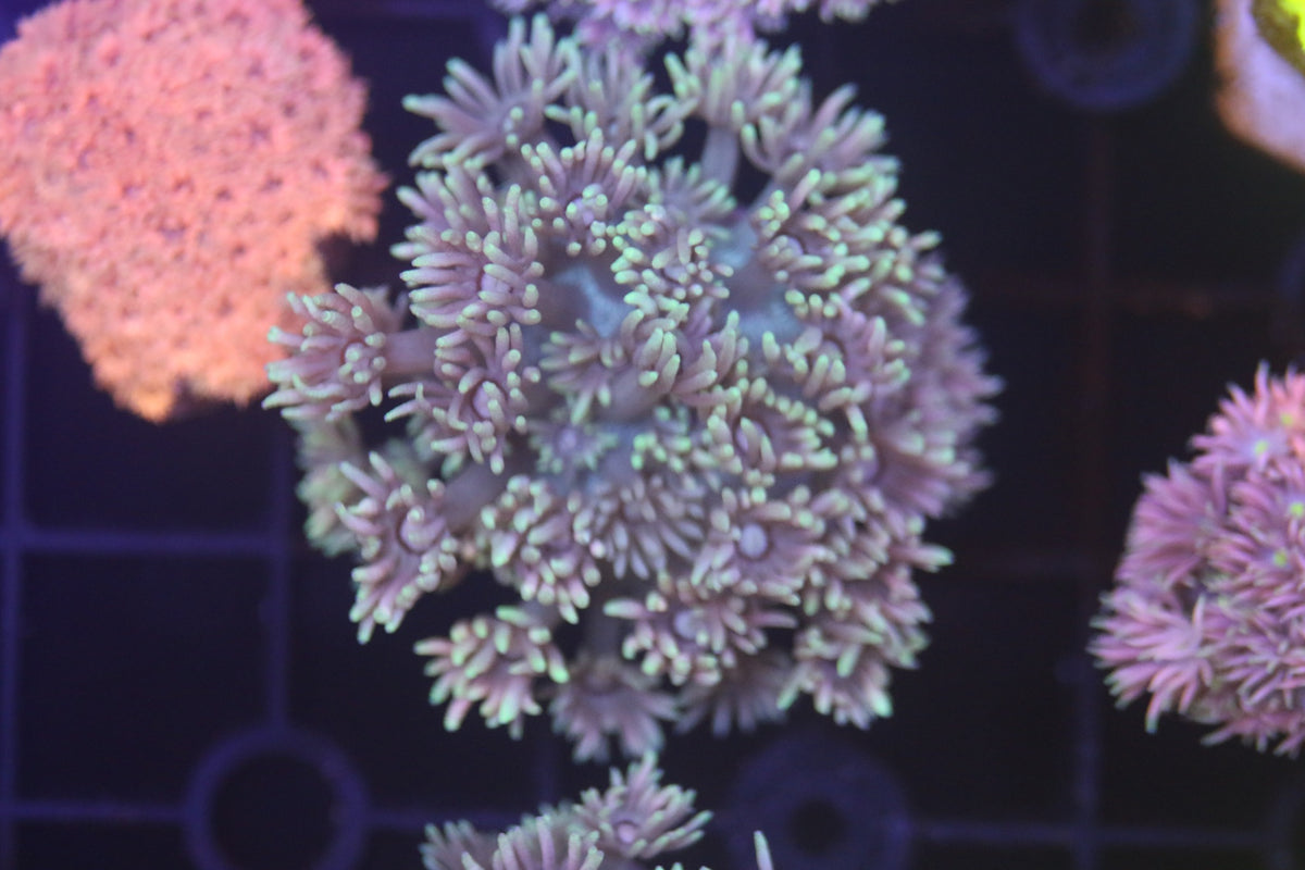 Export Grade Goni – ReefHaven