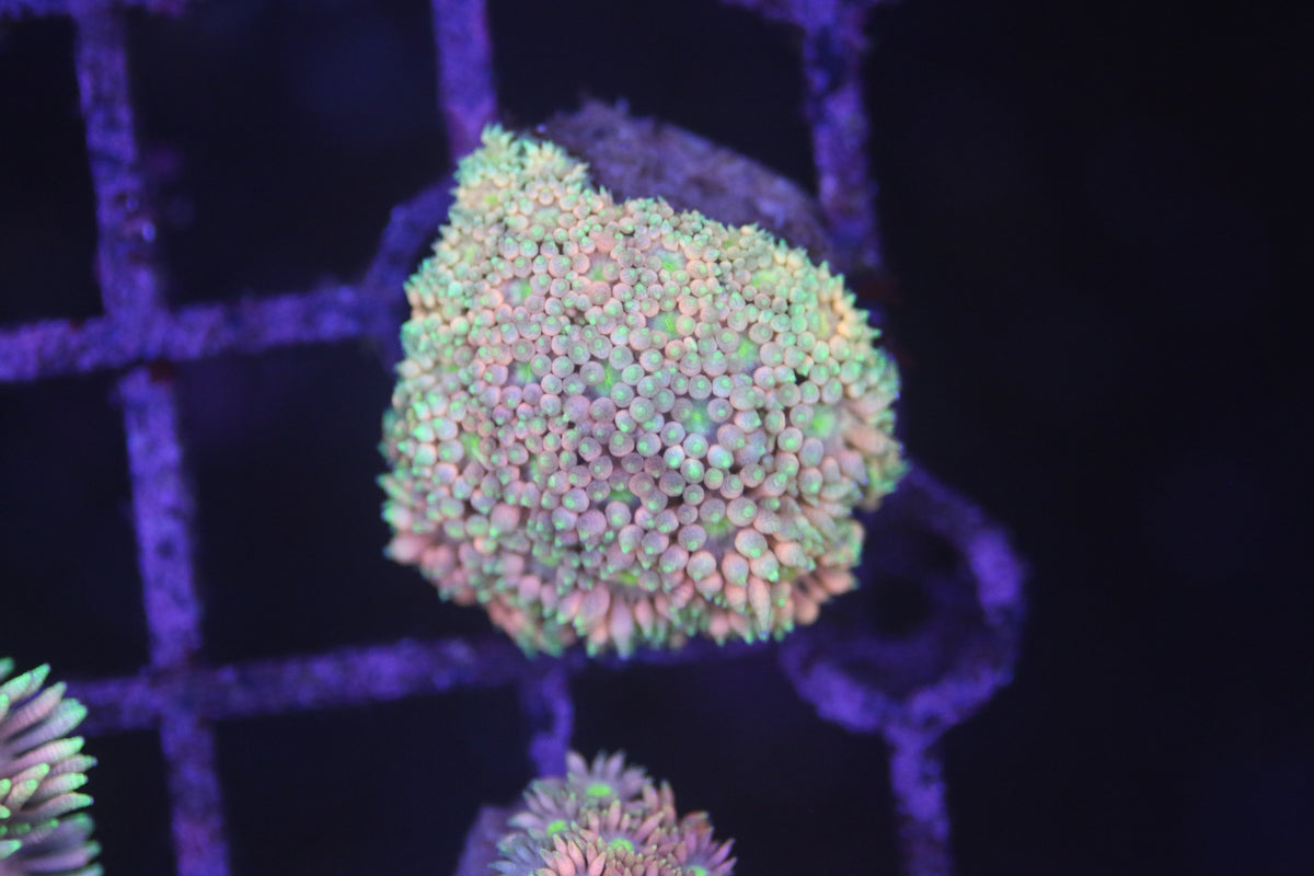 Export Grade Goni – ReefHaven