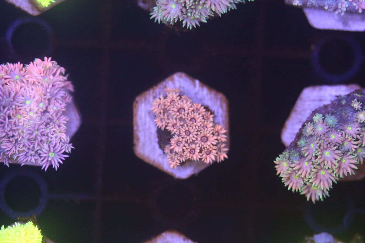 Export Grade Goni – ReefHaven