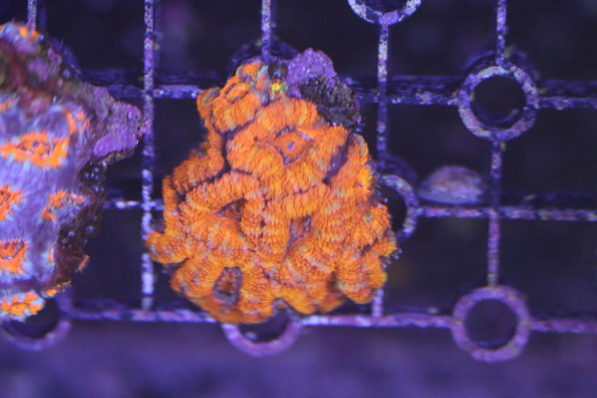 Acan – ReefHaven