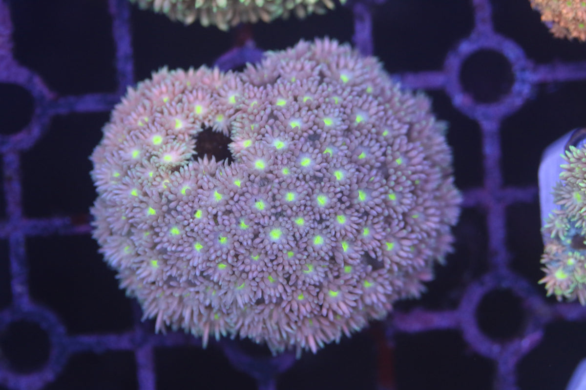 Export Grade Goni – ReefHaven