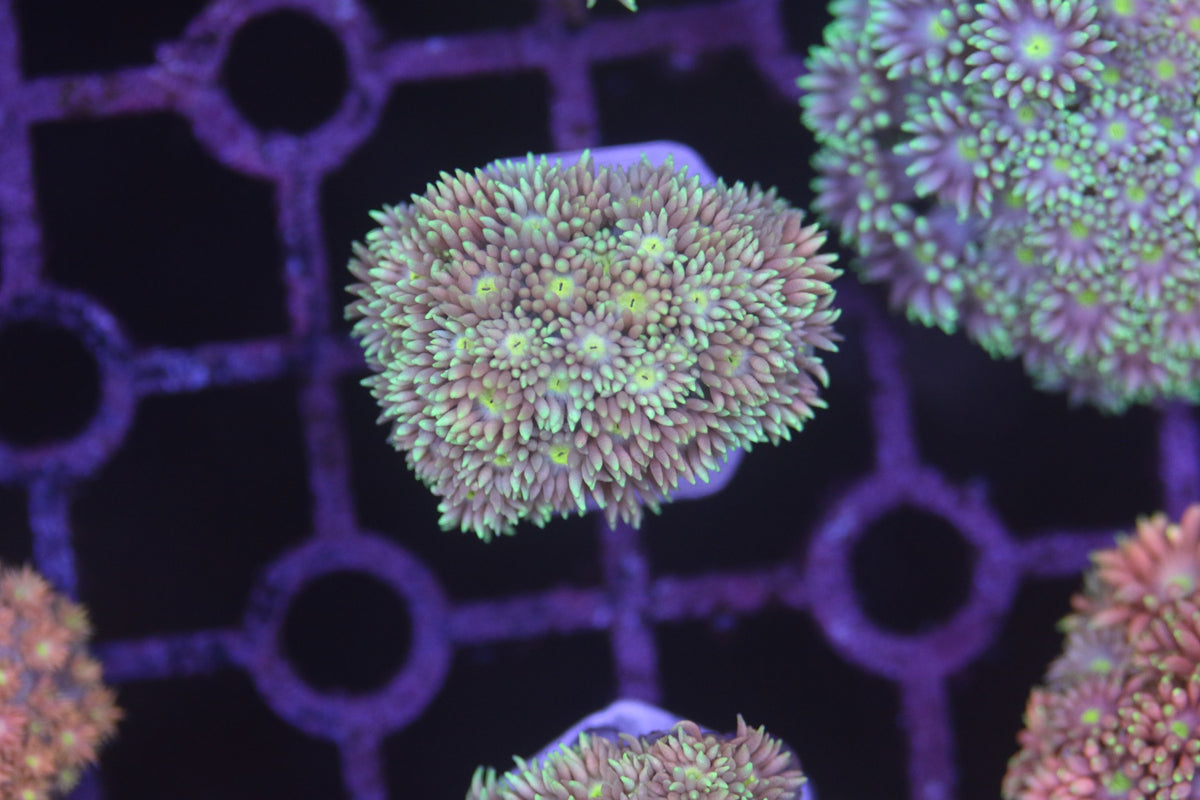 Export Grade Goni – ReefHaven