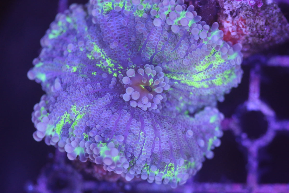 Ricordea – ReefHaven