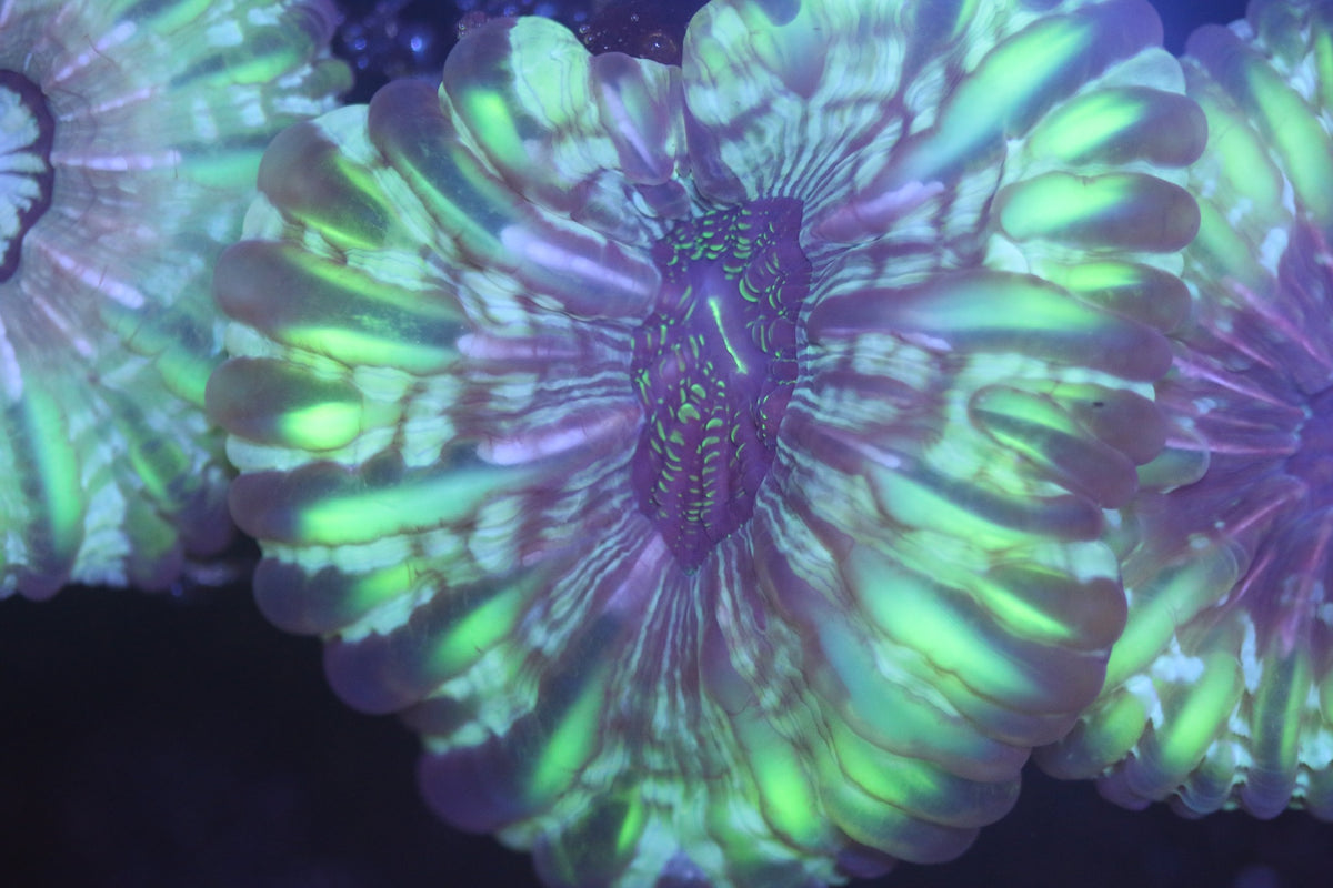 Cynarina – ReefHaven