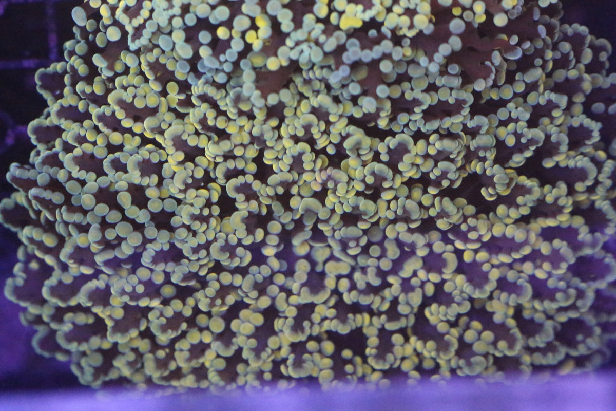 Gold Frogspawn – ReefHaven