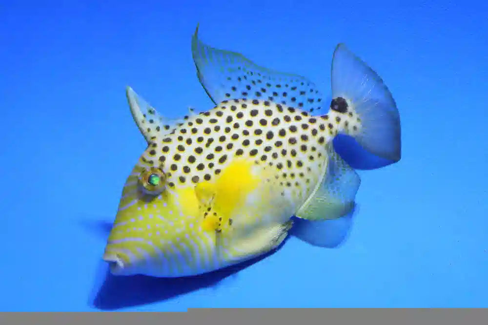 Golden Heart Trigger – ReefHaven