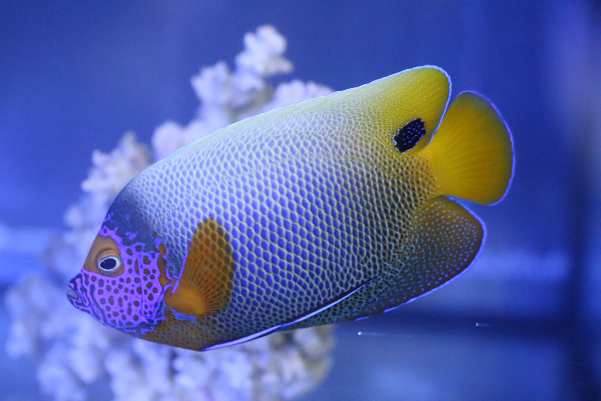 Blue Face Angel (Adult) – ReefHaven