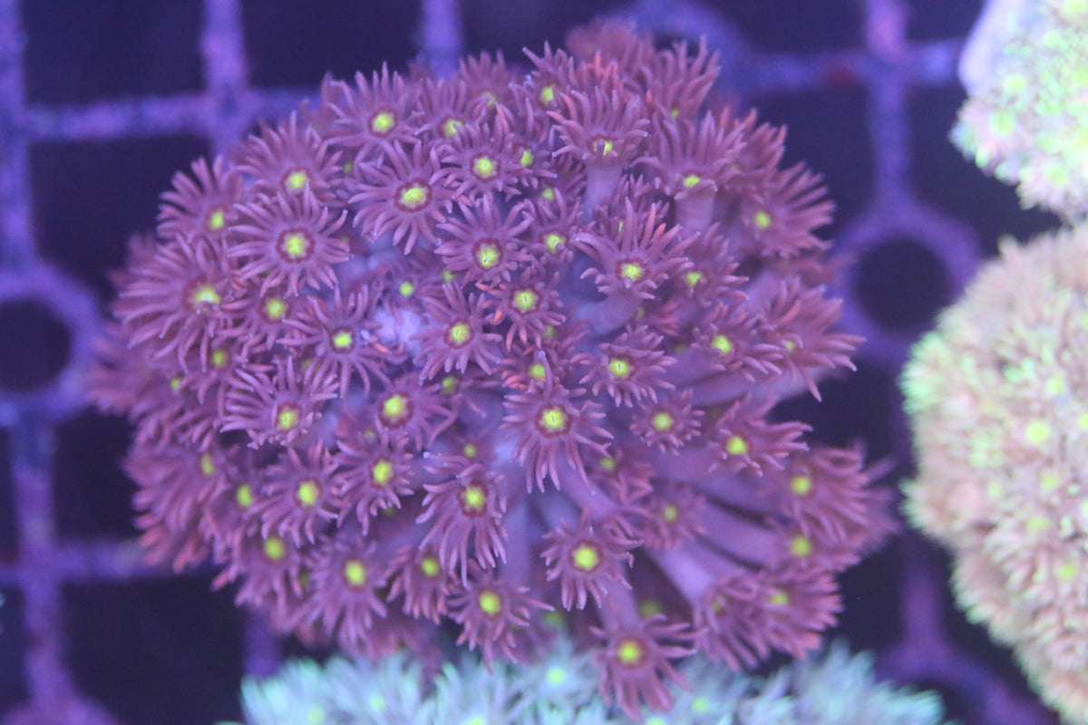 Buy Export Grade Goni Trio (3 for $300) - Fast Delivery – ReefHaven