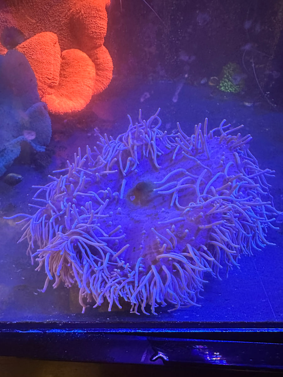 Light Purple Magnifica – ReefHaven