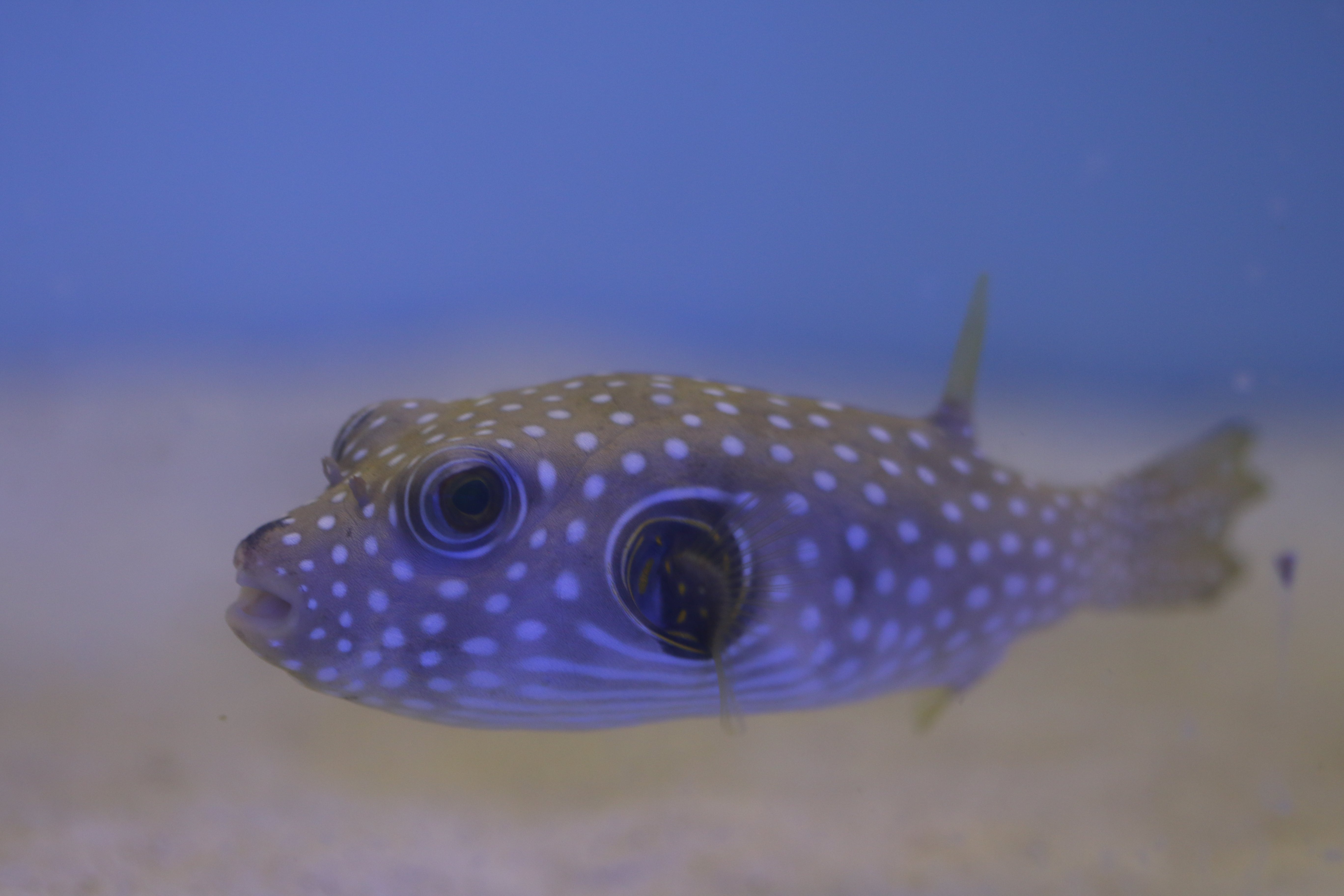 Stars&Stripes Puffer – ReefHaven