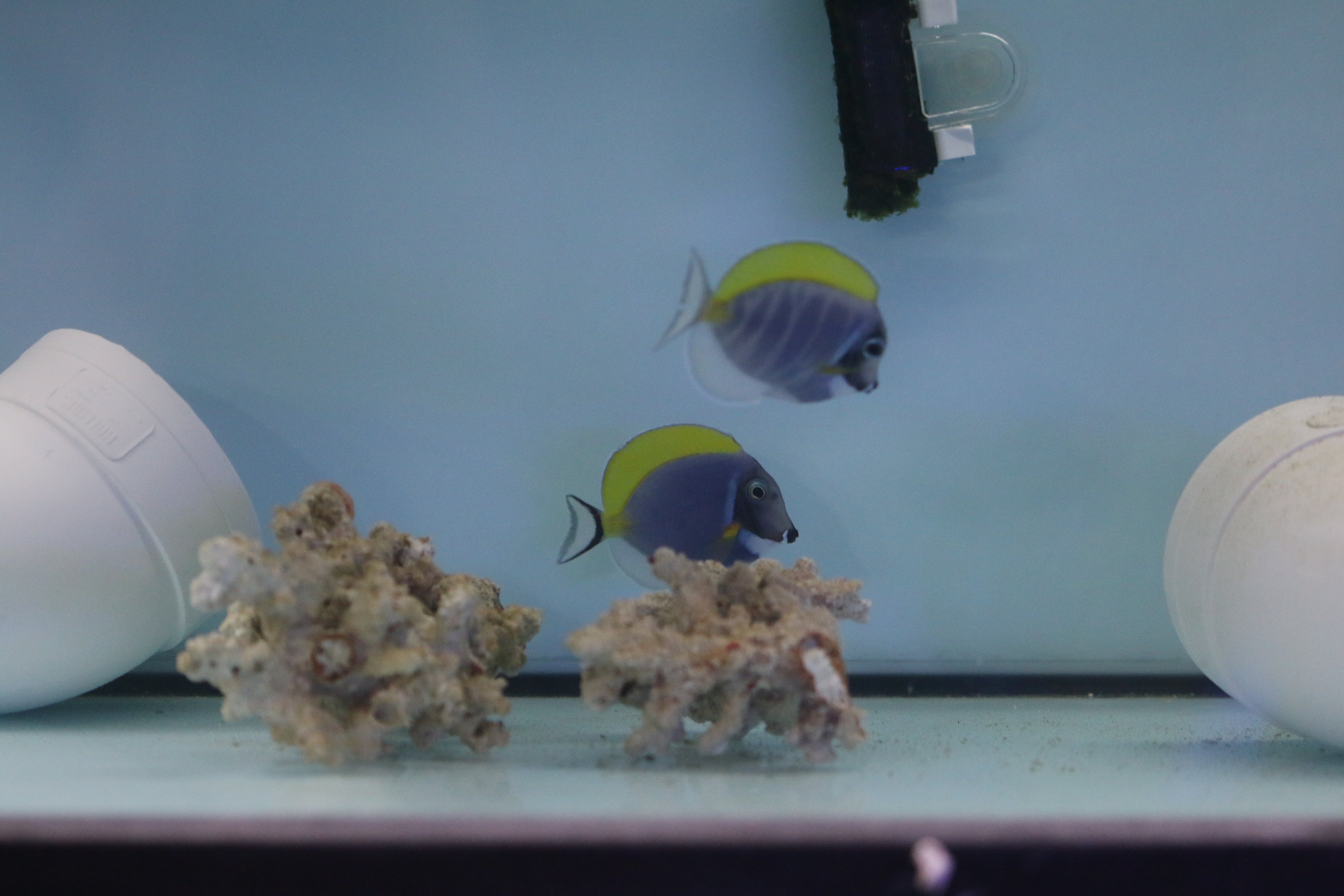 Powder Blue Tang Pair – ReefHaven