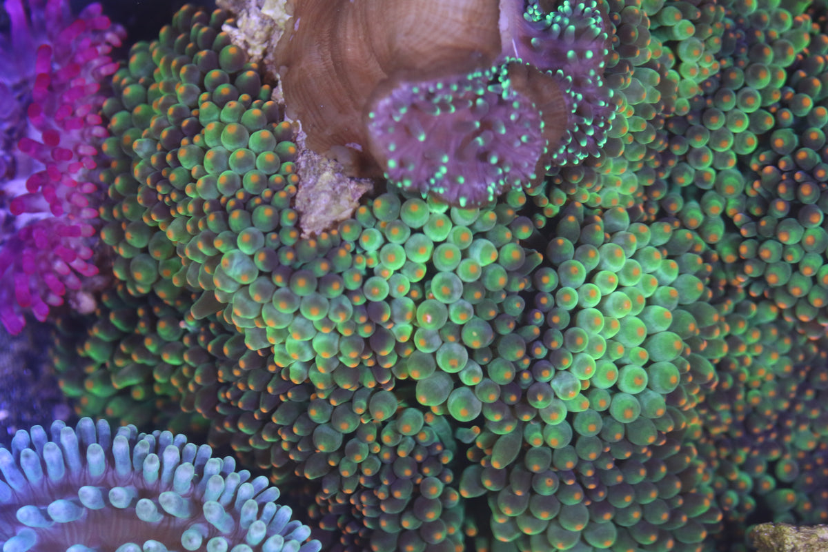 Two Tone Orange Tip BTA (Green/Purple) – ReefHaven