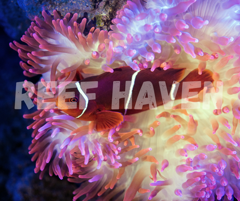 Order – ReefHaven