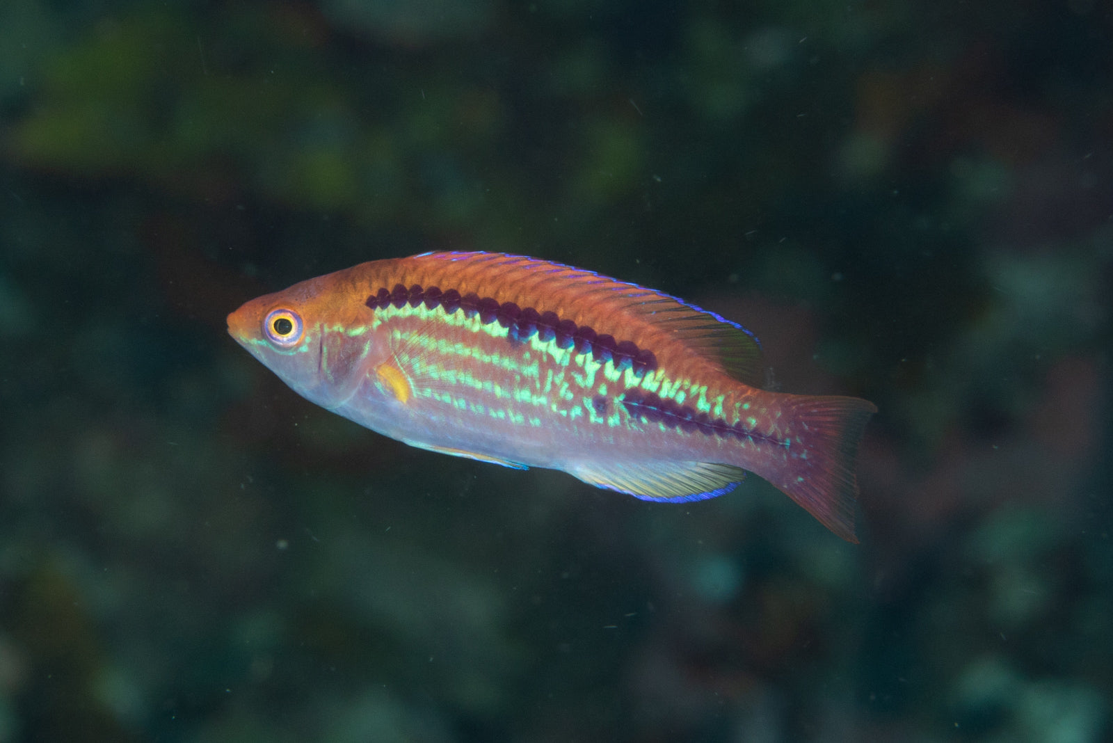 High Variant Lubbocks Wrasse – ReefHaven