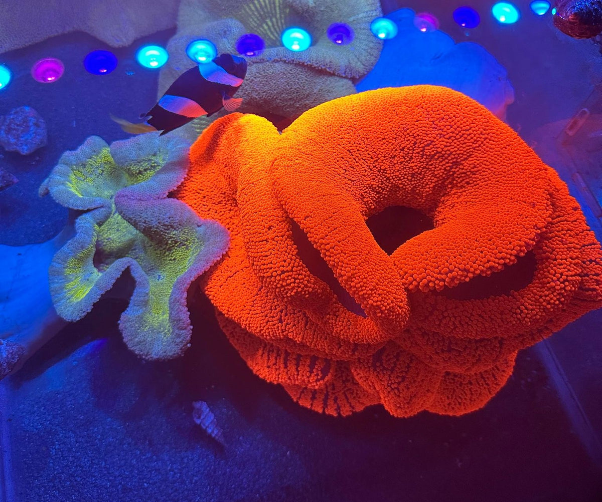 Red Carpet Anemone – ReefHaven