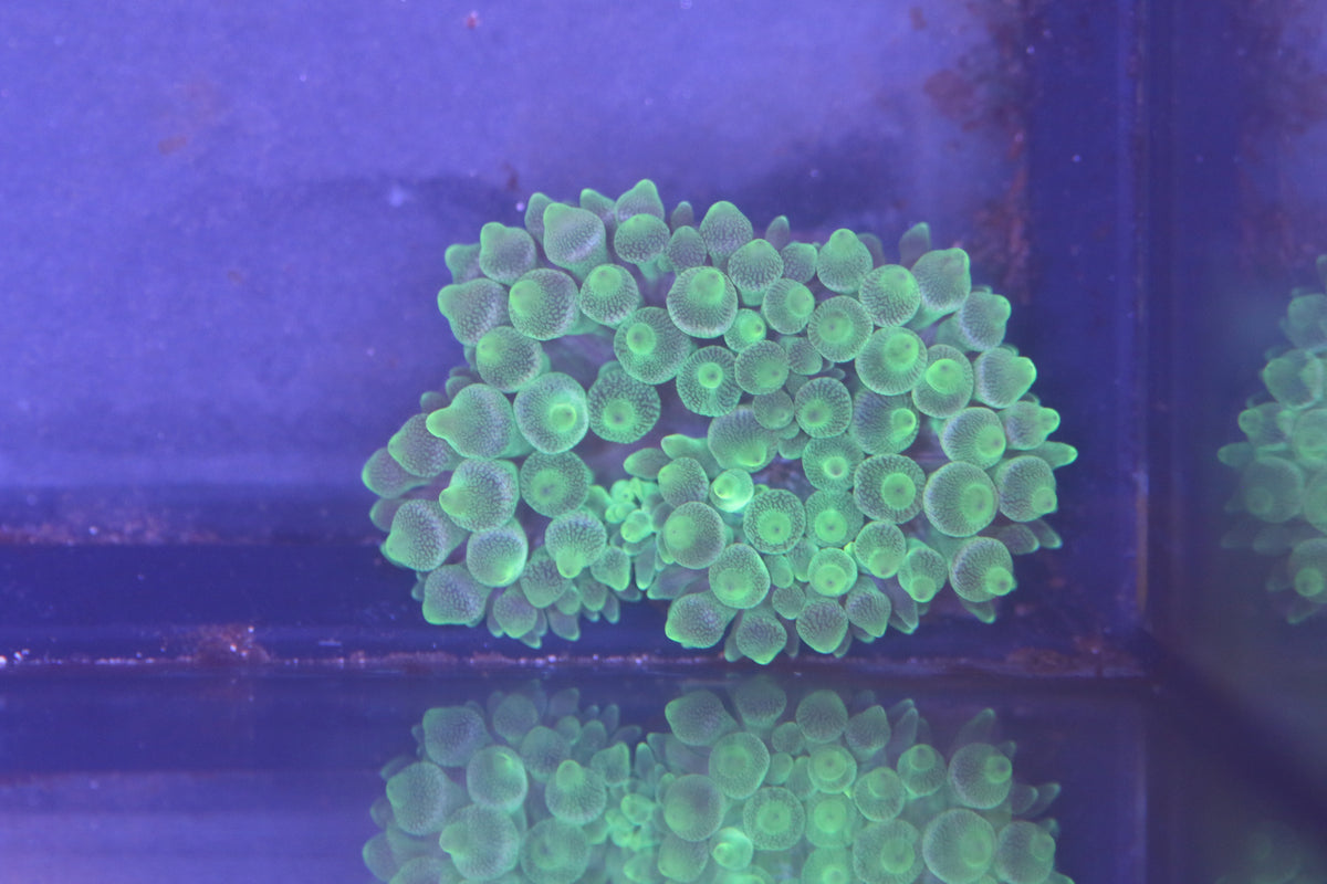 Green BTA – ReefHaven