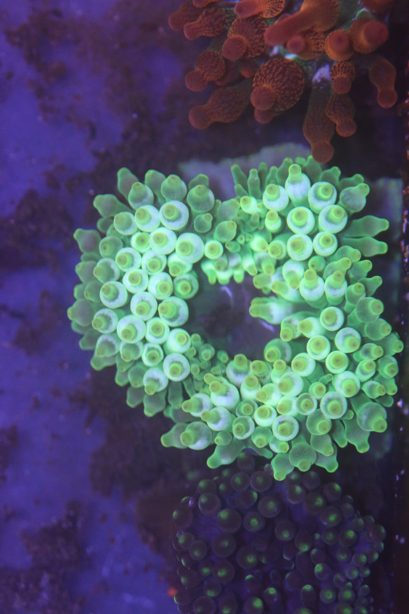 Green BTA – ReefHaven
