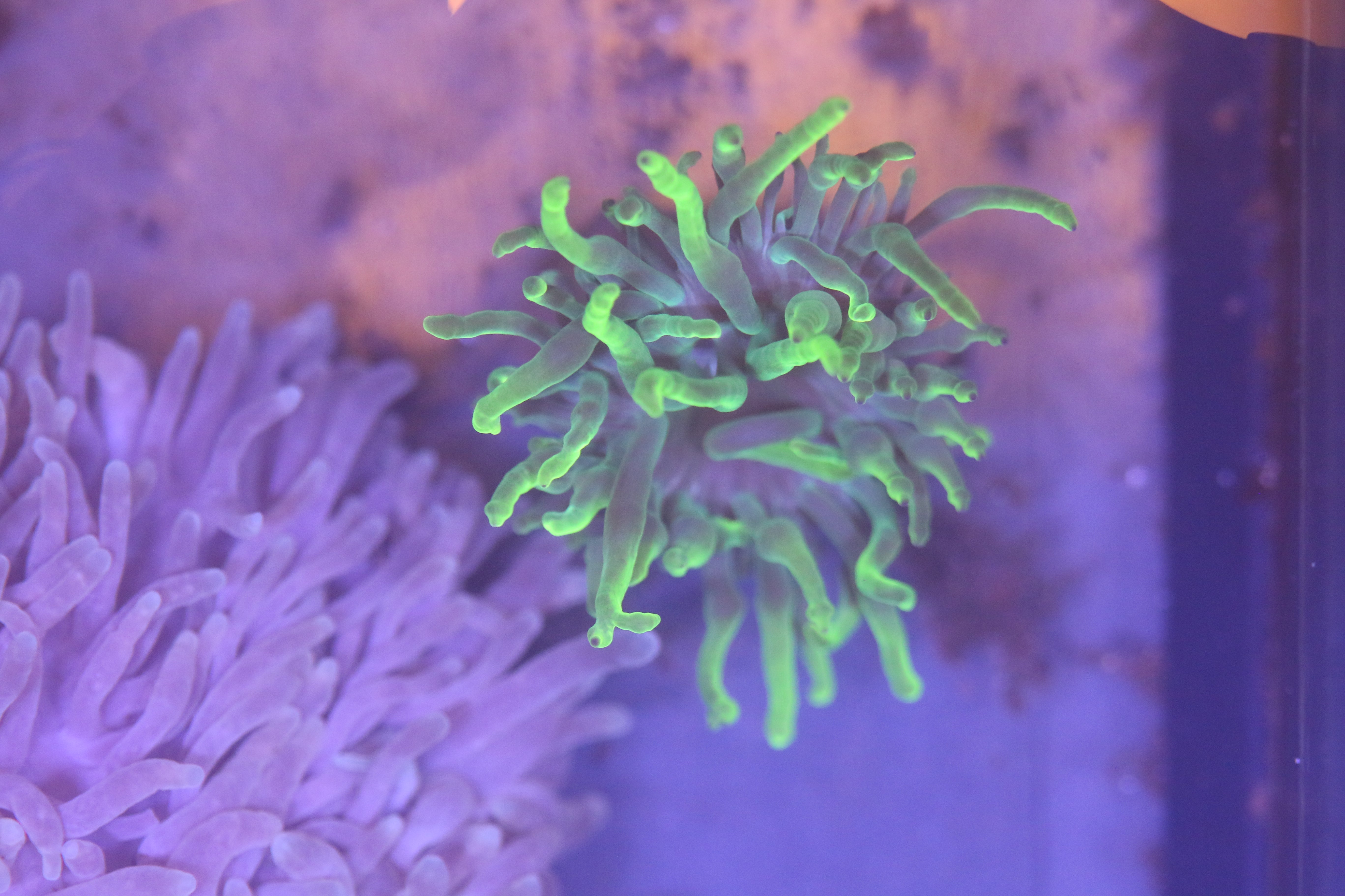 Green BTA – ReefHaven