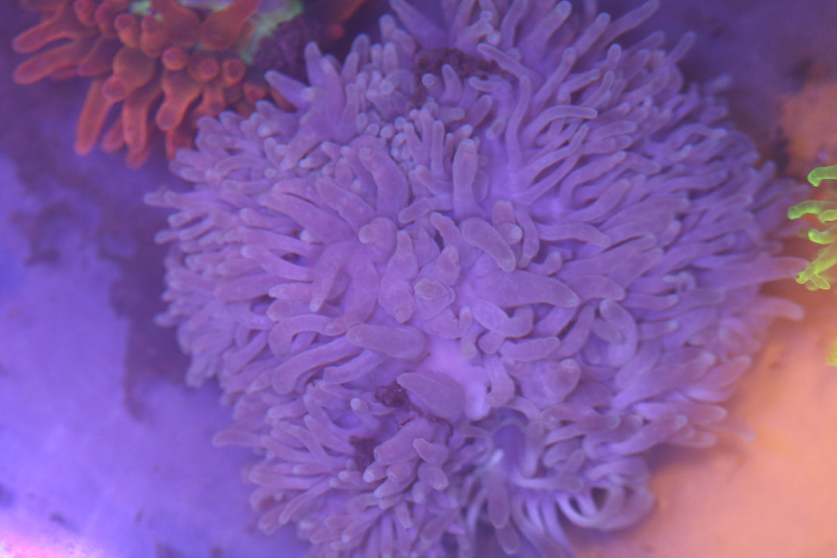 Magnifica (Spans 15cm) – ReefHaven