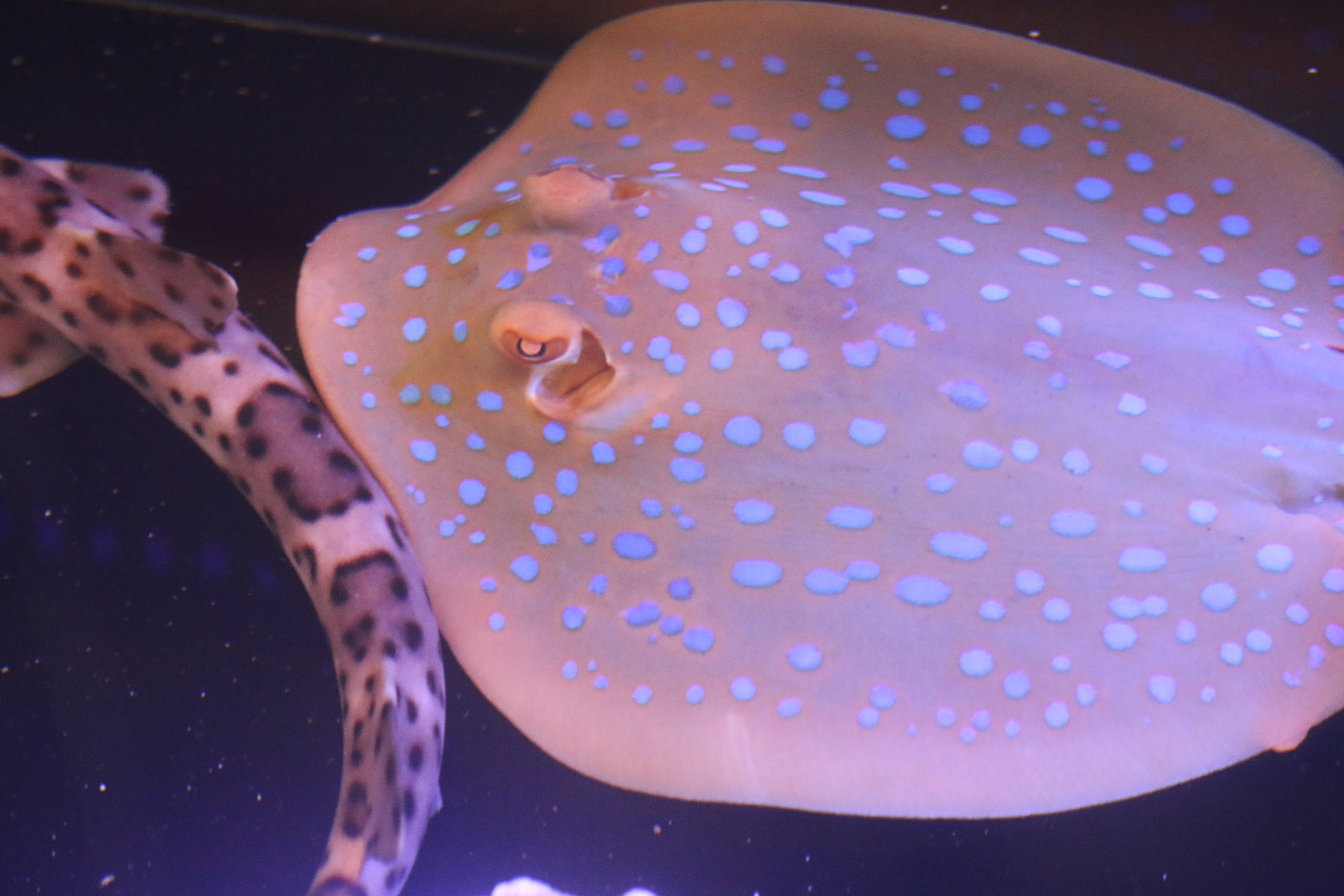 Blue Spot Stingray – ReefHaven