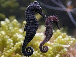 Kuda Seahorse – ReefHaven