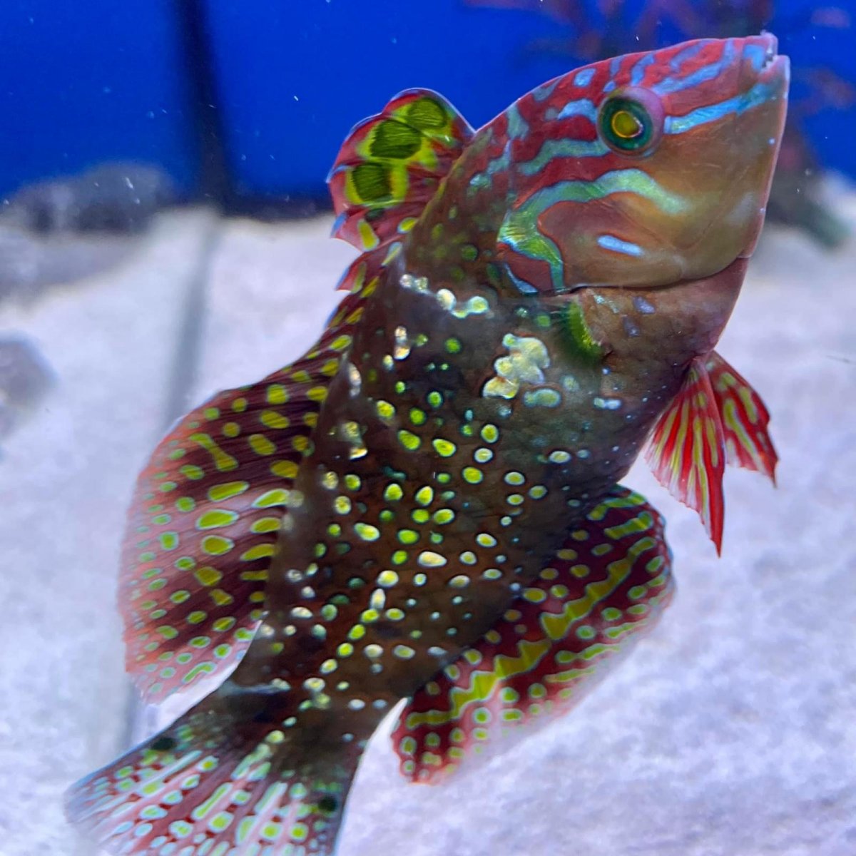 Buy Gold Nugget Wrasse - Fast Delivery | ReefHaven