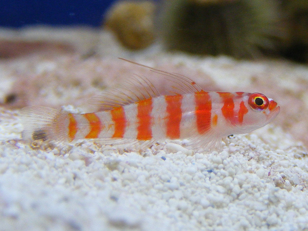Candycane Dwarf Goby – ReefHaven