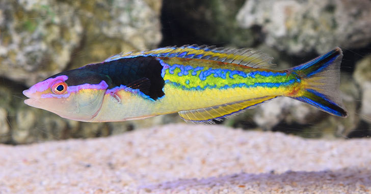 Royal Pencil Wrasse Pair – ReefHaven