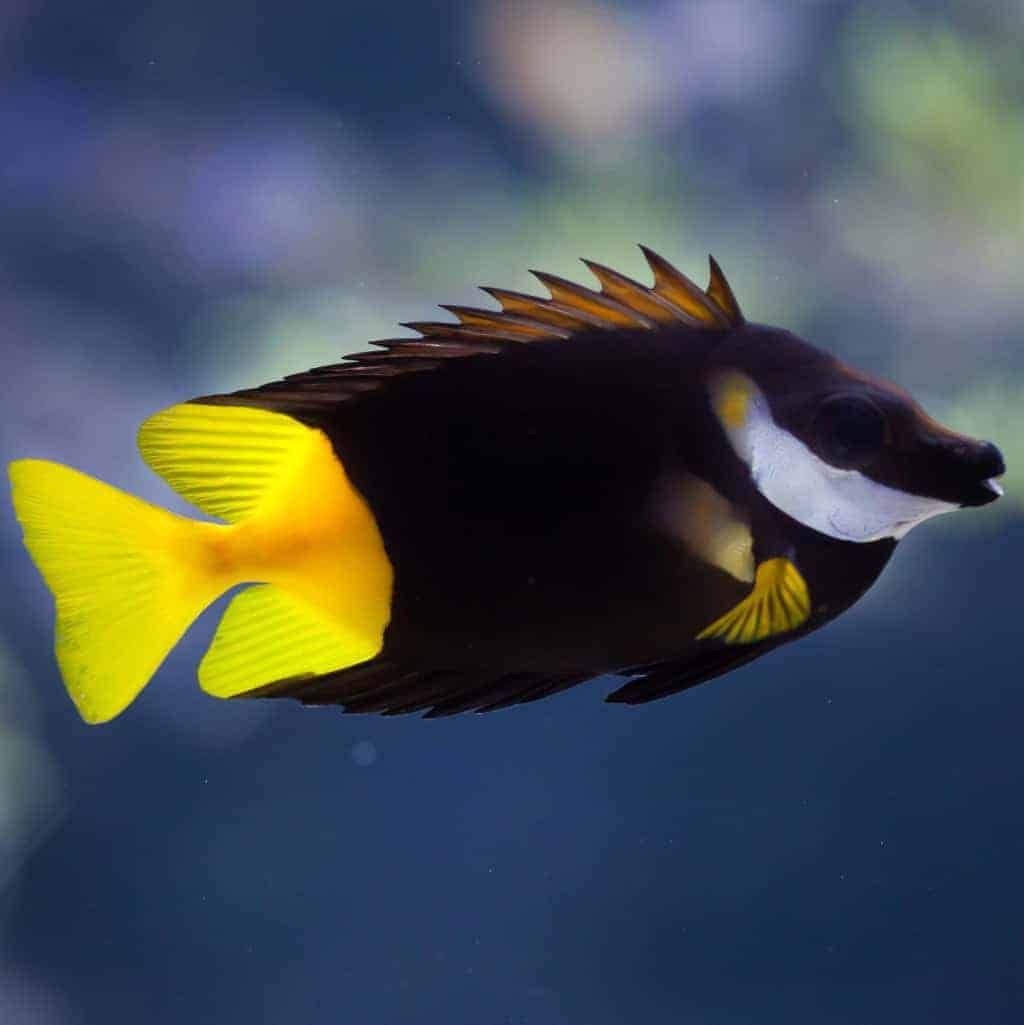Bicolor Foxface – ReefHaven