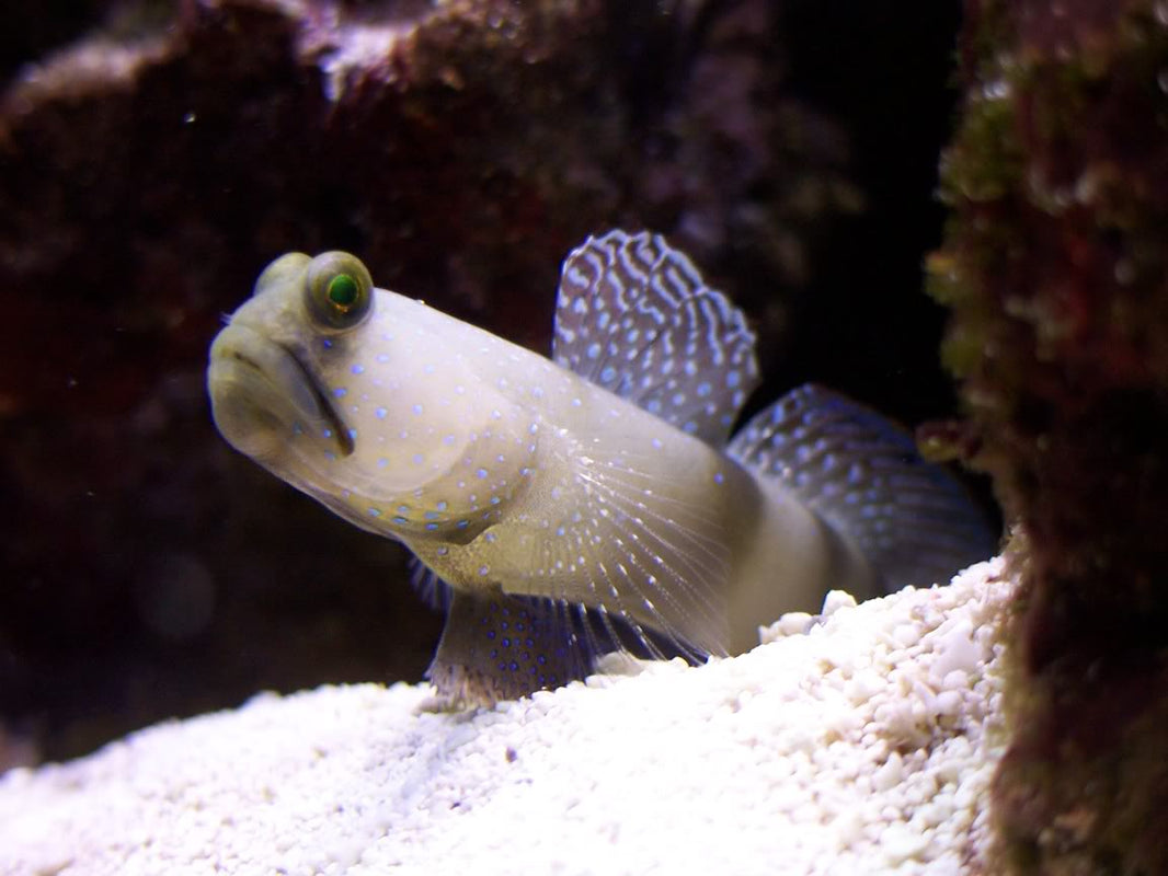 Marine Fish – ReefHaven