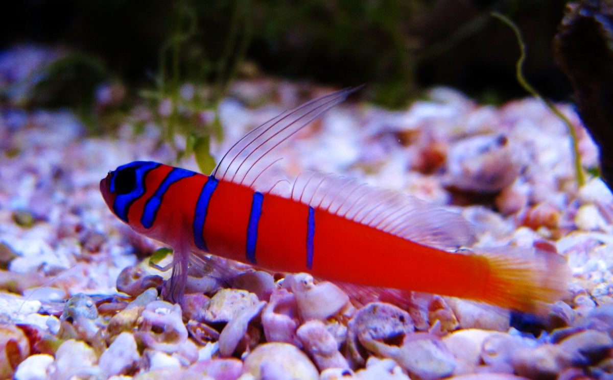 Catalina Goby (Captive Bred) – ReefHaven