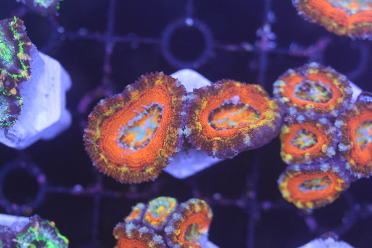 Ultra Acan – ReefHaven