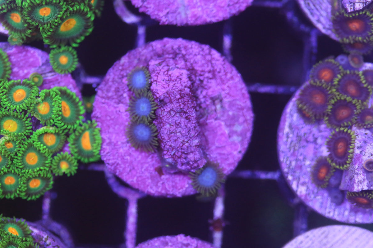 Smurf Blood Zoa – ReefHaven