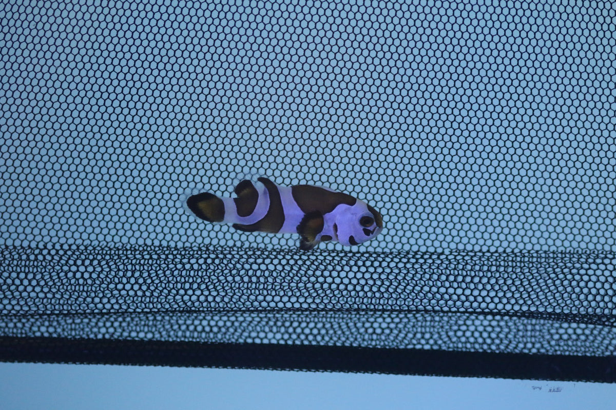 Mocha Storm Clown – ReefHaven