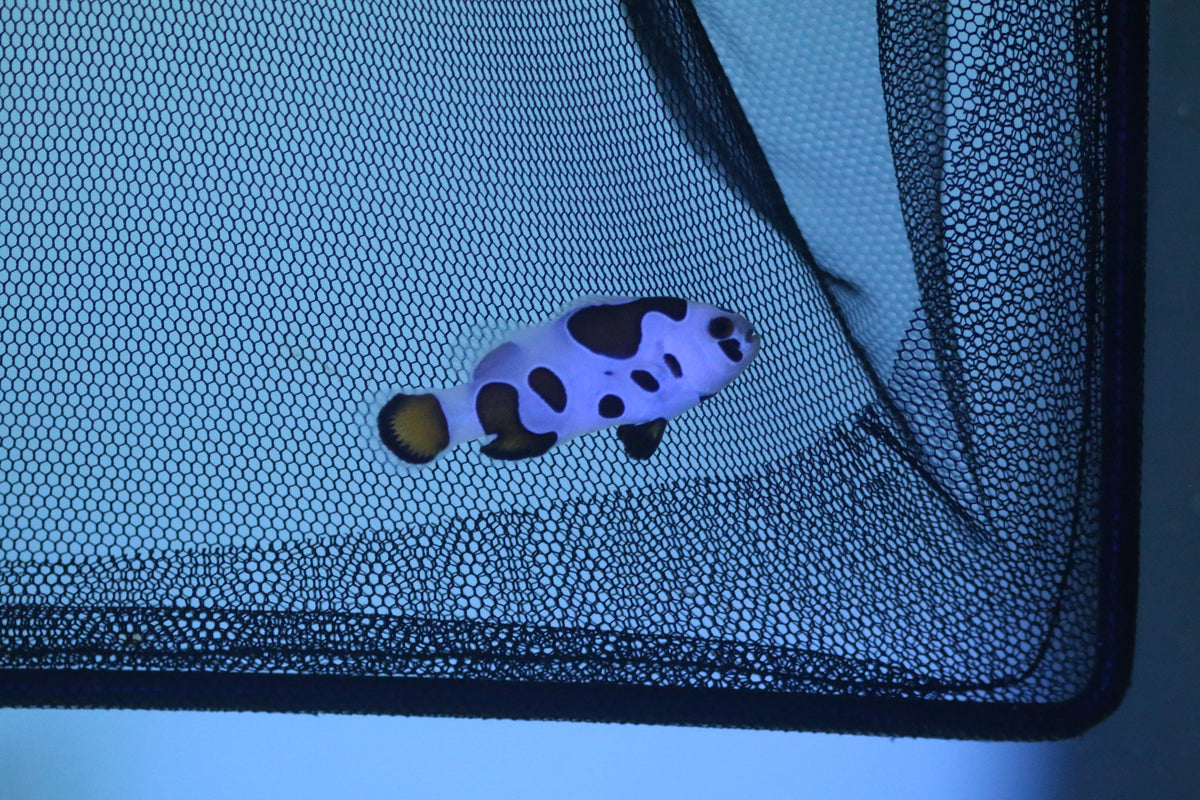 Mocha Storm Clown – ReefHaven