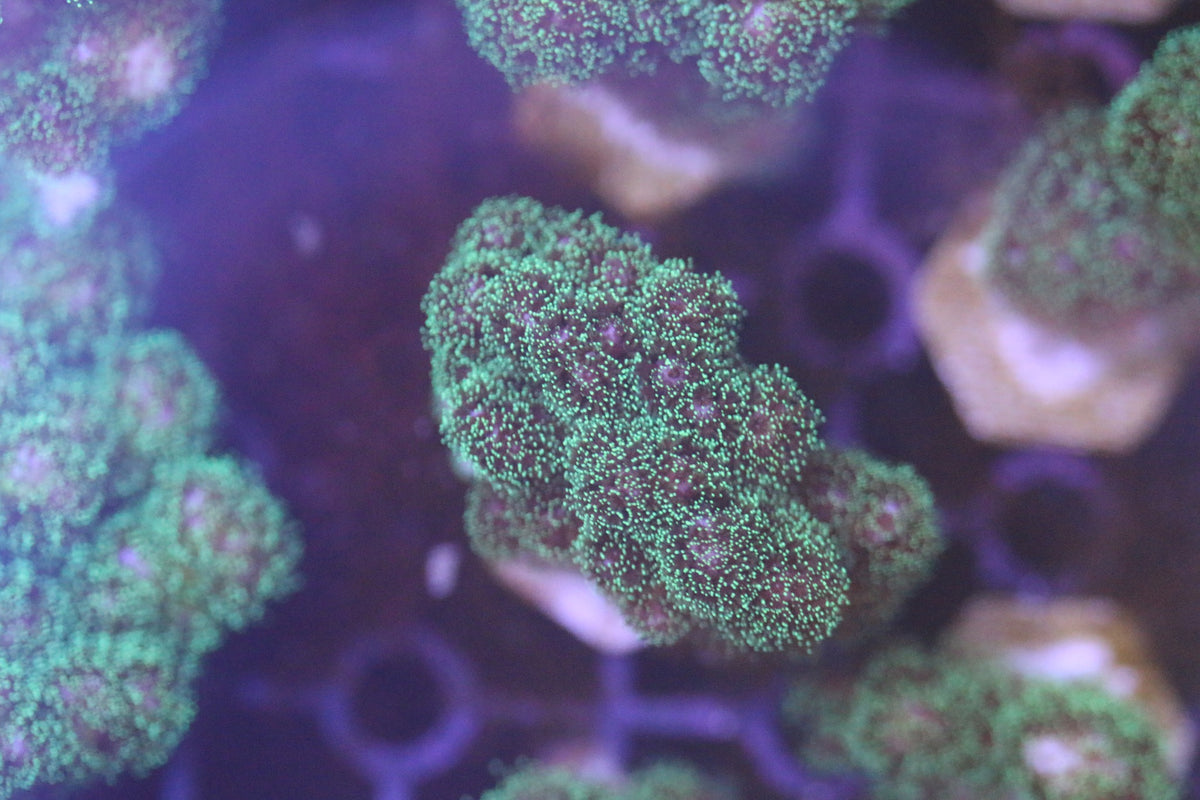 Stylophora – ReefHaven