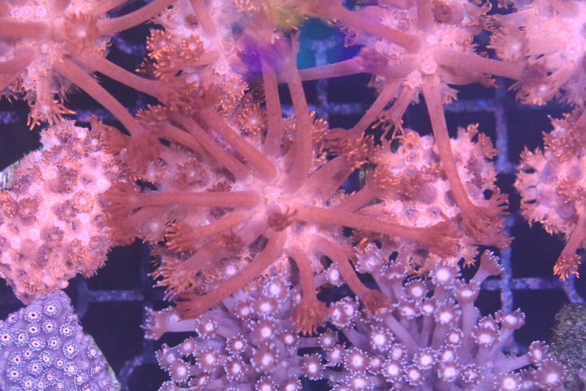 Red Goni – ReefHaven