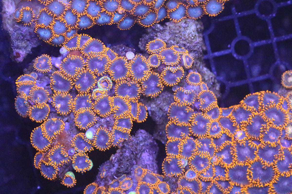 Zoa Garden – ReefHaven