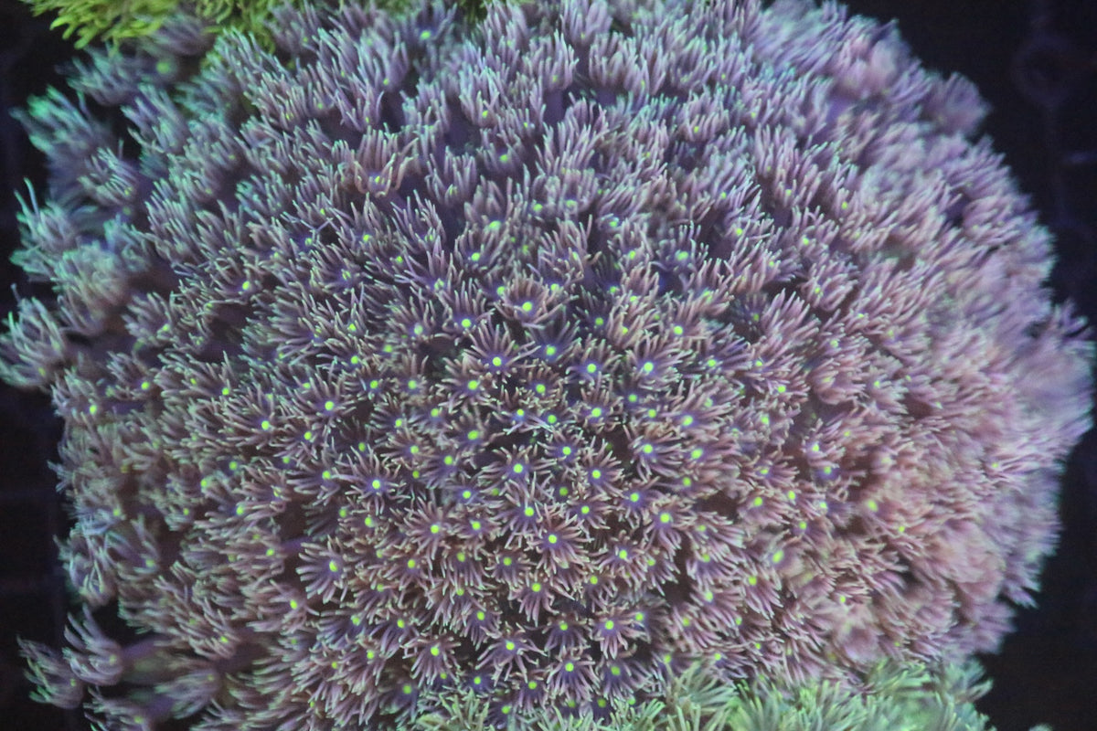 Large Purple Goni (15cm) – ReefHaven