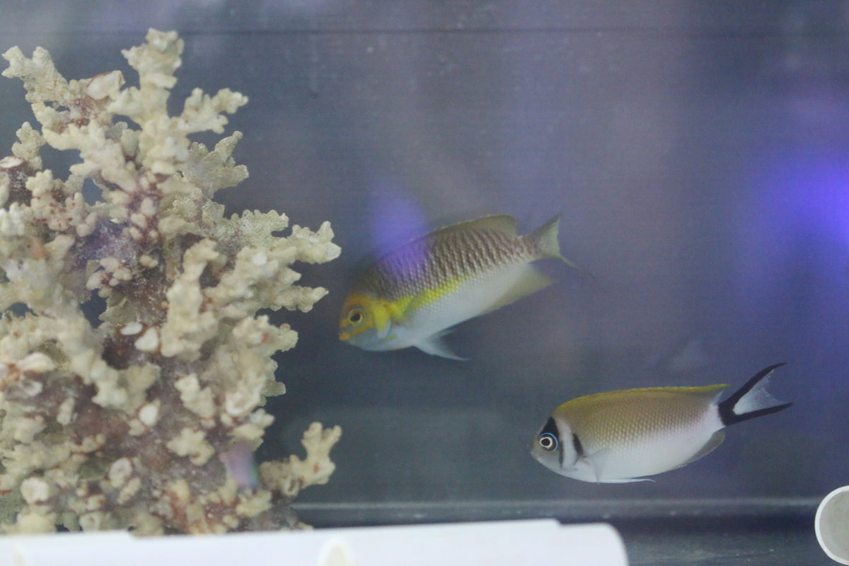 Japanese Masked Swallowtail Angel (Ultra rare) – ReefHaven