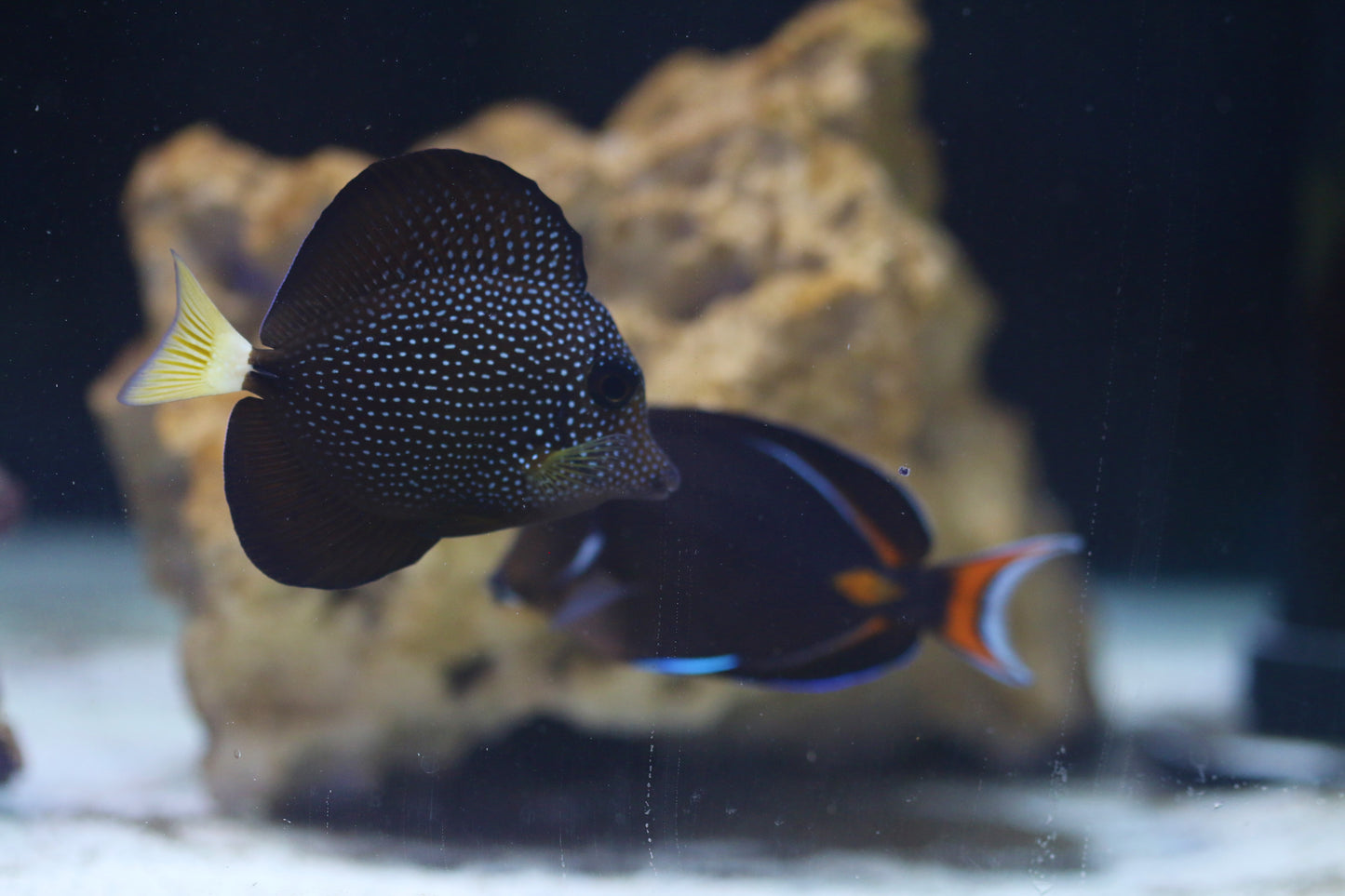 Gem Tang – ReefHaven