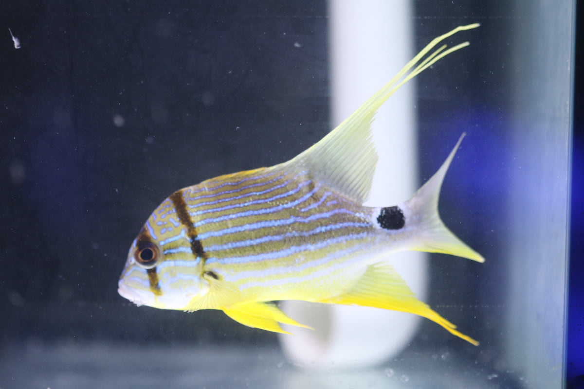 Buy Hifin Snapper - Fast Delivery | ReefHaven