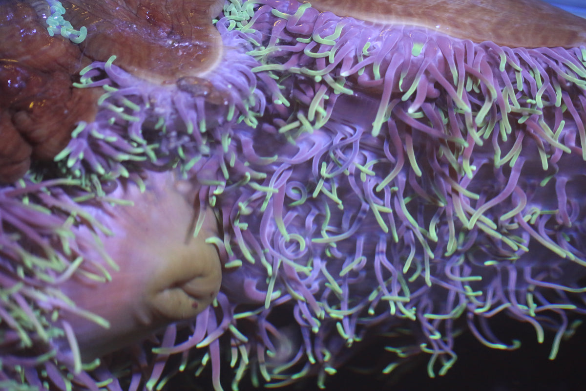 Buy XL Yellow/Purple Magnifica Anemone - Fast Delivery – ReefHaven