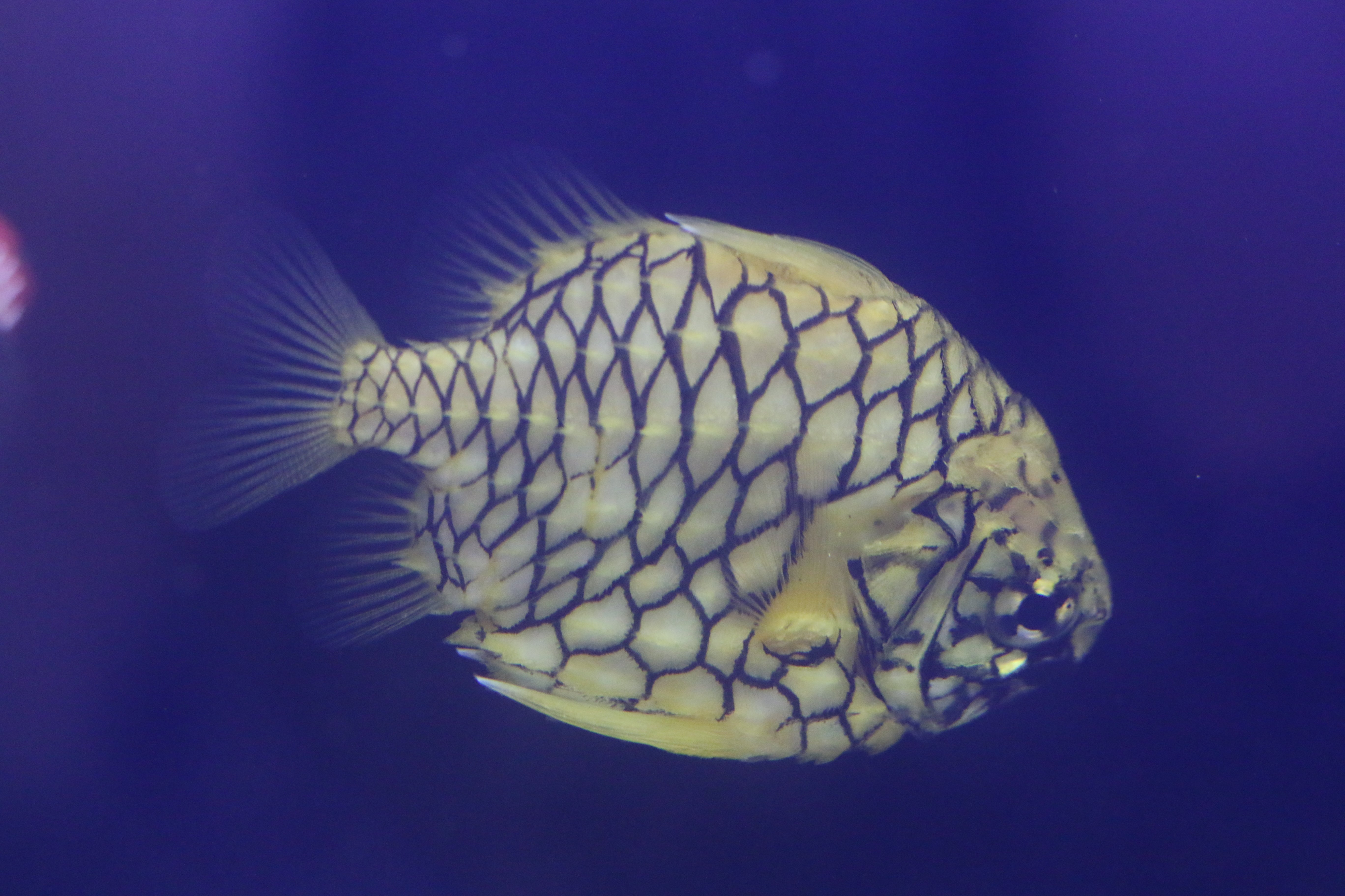Pineapple Fish