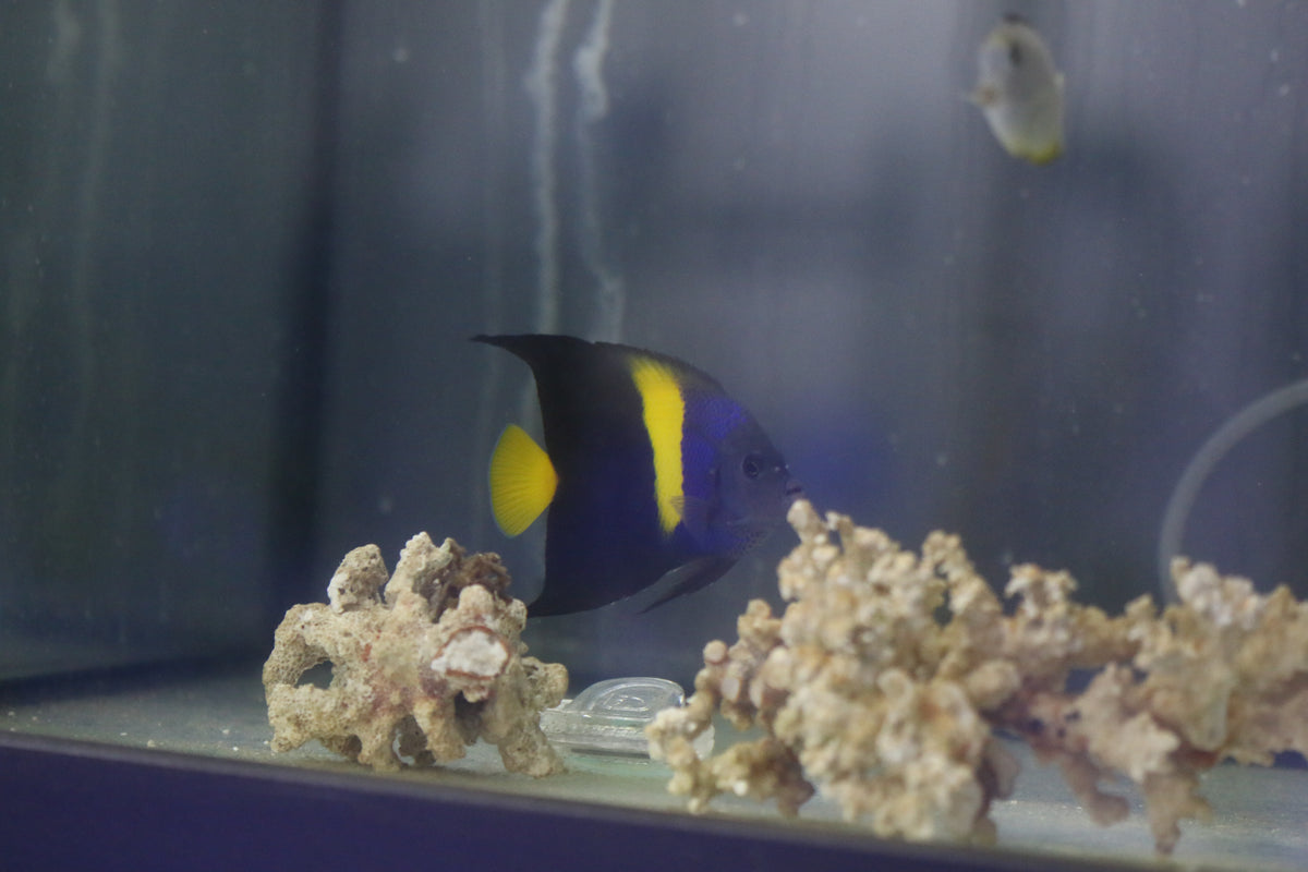 Asfur Angel – ReefHaven