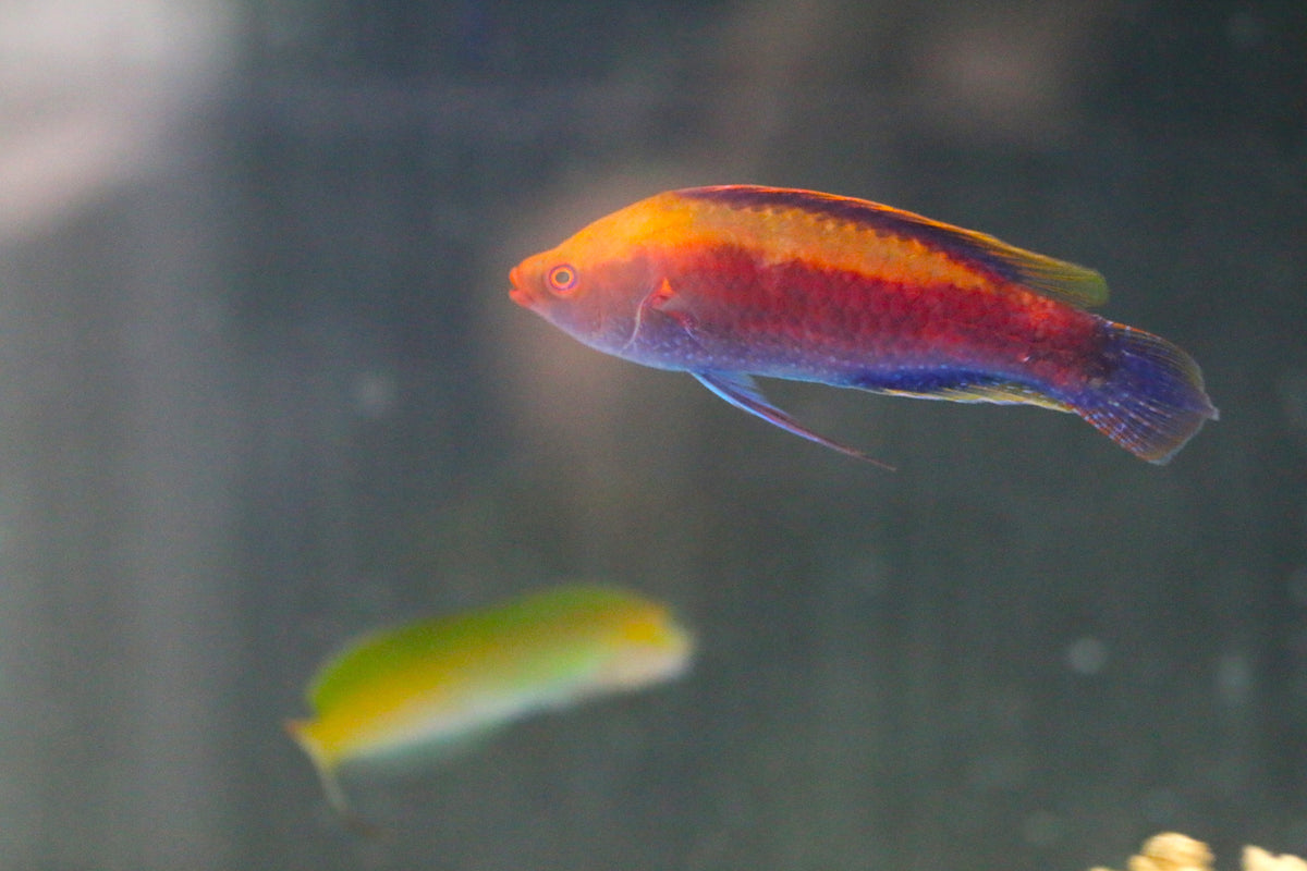 Orange Back Fairy Wrasse (High Variant) – ReefHaven